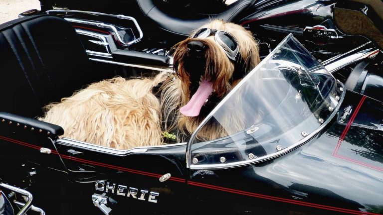 What languages can you take your DKT in?